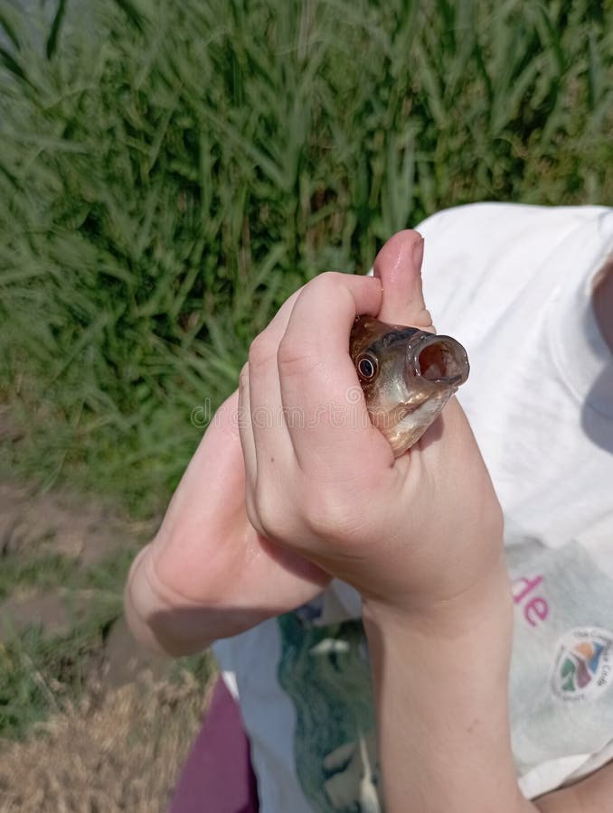 Cute fishing conversation stock image. Image of grass - 257745201