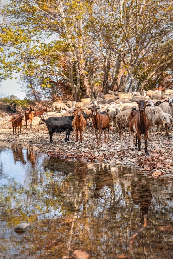 Cute Flock of Goats and Sheep in the Landscape, Sky Reflection, Evros ...