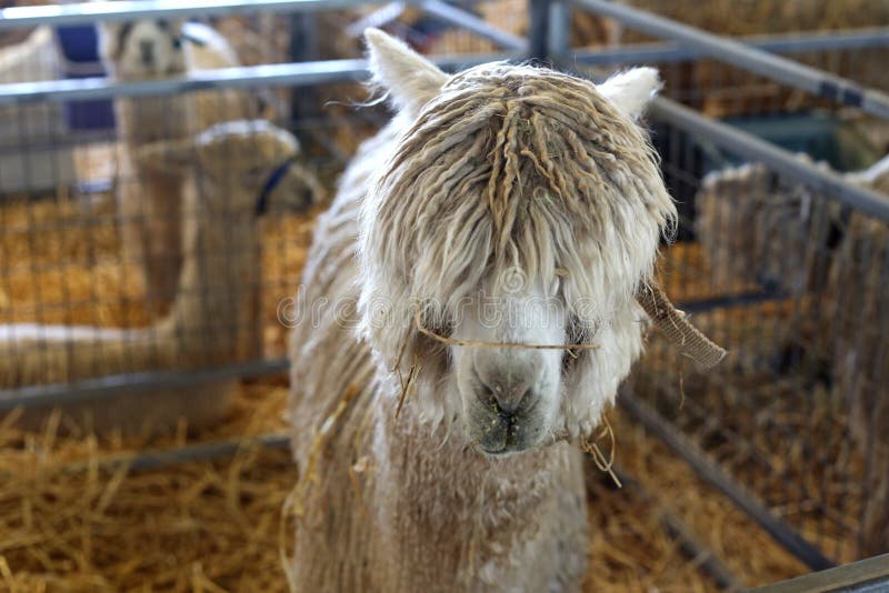 124 Llama Tongue Stock Photos - Free & Royalty-Free Stock Photos from ...