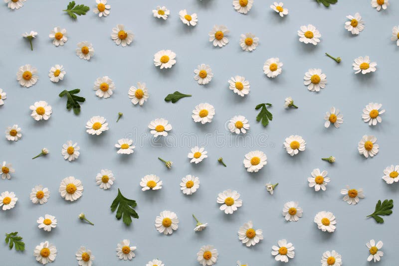 Cute Floral Background with Daisies on a Blue, Top View Stock Image ...