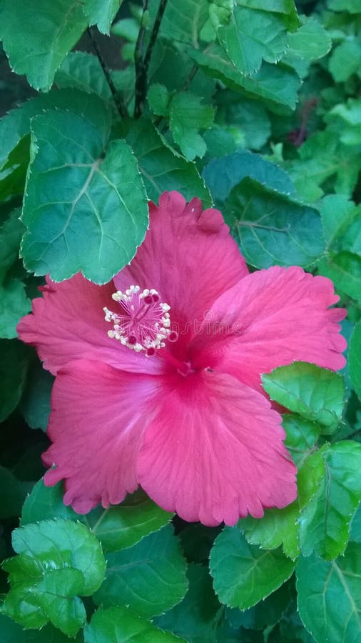 Cute flower stock photo. Image of beautiful, flower, cute - 74530966