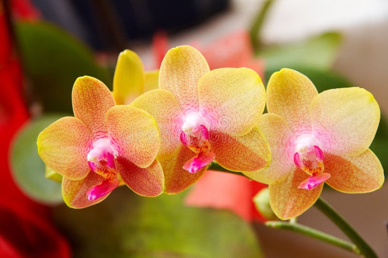 Cute flowers stock image. Image of coloured, bloom, decoration - 4368519