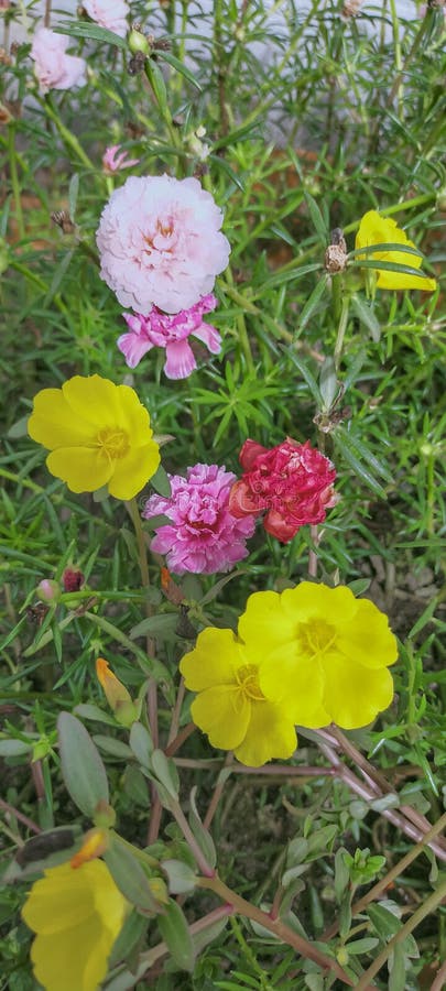 Cute Flowers with Random Beautiful Colors Stock Photo - Image of ...