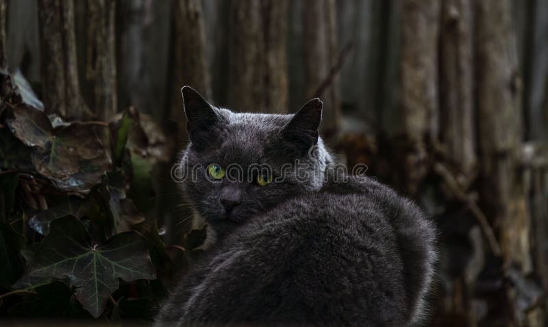 Cute Fluffy Adult Cat Looking Behind in an Outdoor Setting Stock Image ...