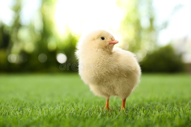 Cute Fluffy Baby Chicken on Green Grass Stock Image - Image of life ...