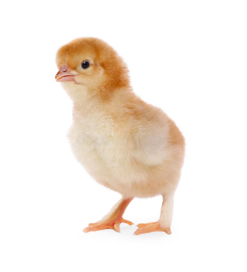 Cute Fluffy Baby Chicken on White Background Stock Photo - Image of ...