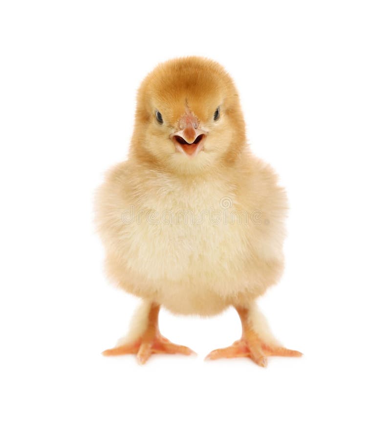 Cute Fluffy Baby Chicken on White Background Stock Image - Image of ...