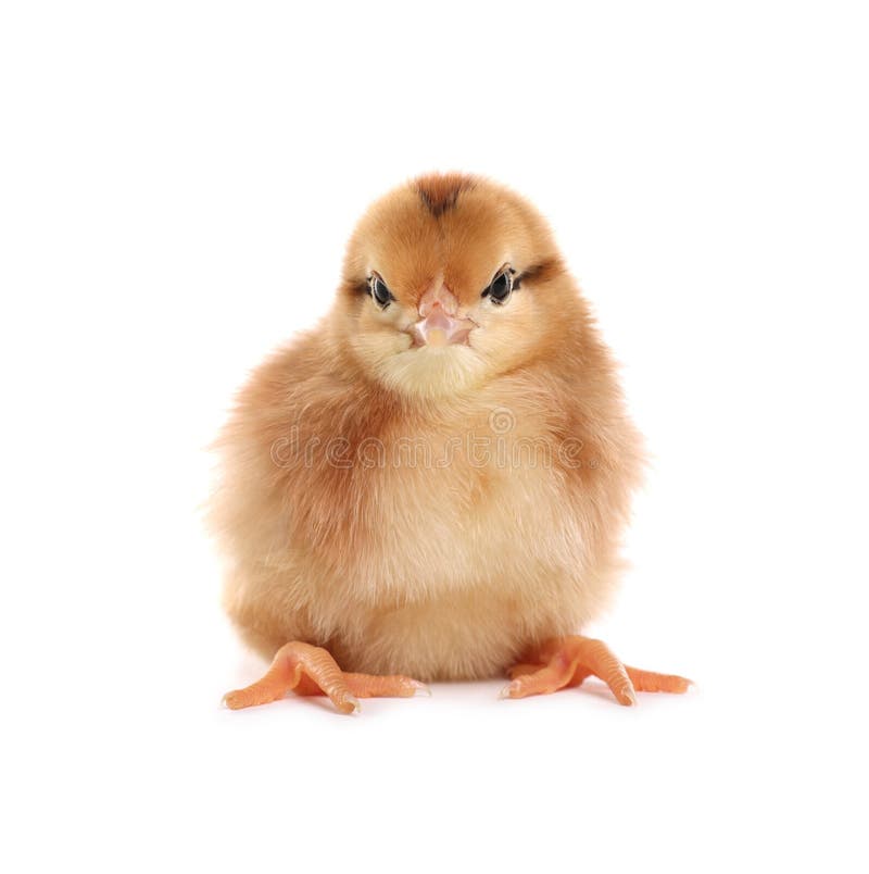 Cute Fluffy Baby Chicken on White Background Stock Photo - Image of ...