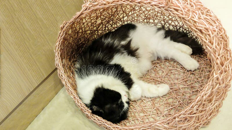 Cute Fluffy Bicolor White and Black (Cow Like) Cat Sleeping in the Nest ...