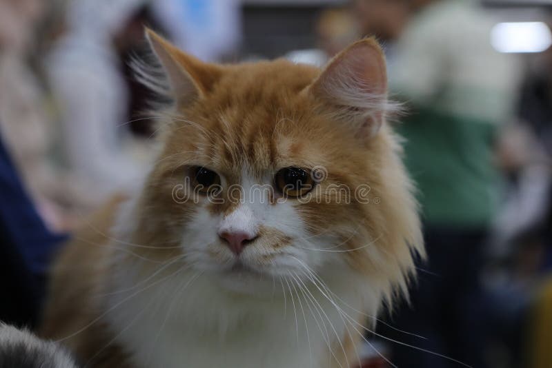 Cute Fluffy Black Cat with Yin Yang Pattern Stock Photo - Image of ...