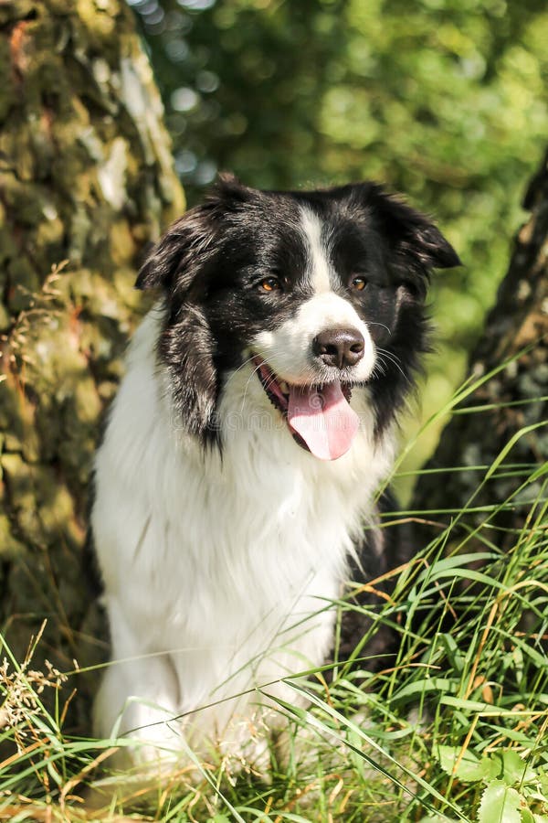 A fluffy collie stock photo. Image of smiling, smart - 37502080