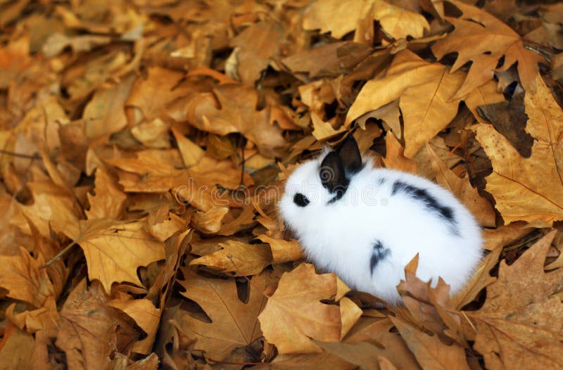 Cute Fluffy Bunny in Autumn Leaves Stock Photo - Image of color, animal ...