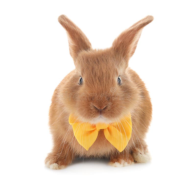 Cute Fluffy Bunny with Bow Tie on White Background Stock Photo - Image ...