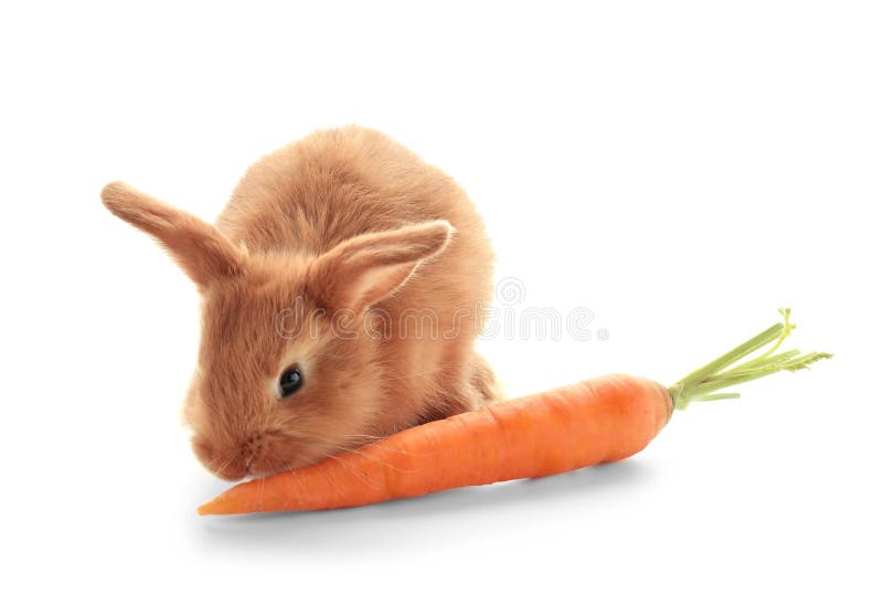 Bunny Eating Carrot Stock Images - Download 908 Royalty Free Photos