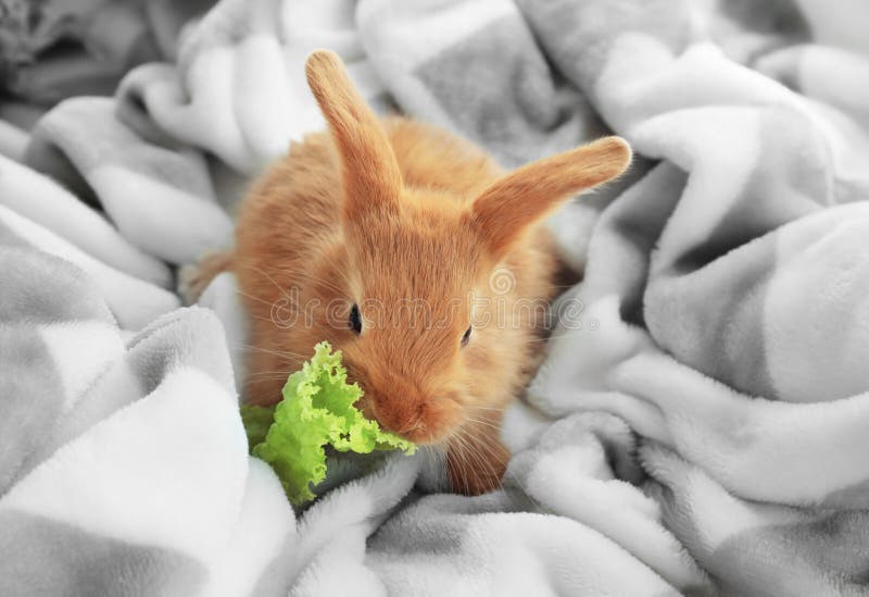 Cute Fluffy Bunny Eating Lettuce on Soft Plaid at Home Stock Photo ...