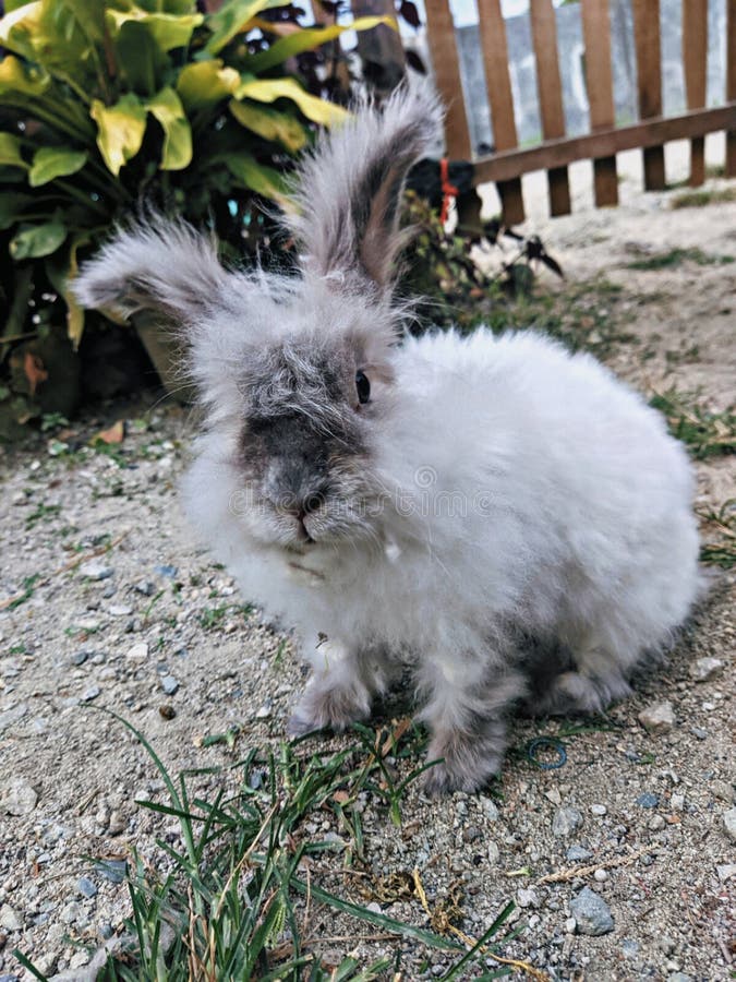 Cute fluffy bunny stock image. Image of fluffy, maltese - 262656461