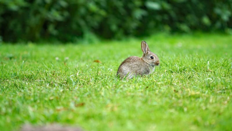 Cute Fluffy Bunny Sitting on the Grass in the Yard Stock Photo - Image ...
