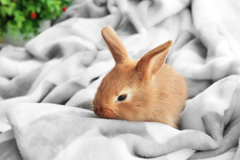 Cute Fluffy Bunny on Soft Plaid at Home Stock Image - Image of bunny ...