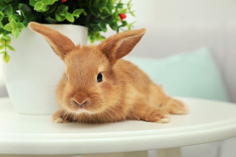 Cute Fluffy Bunny on Table at Home Stock Photo - Image of breed ...