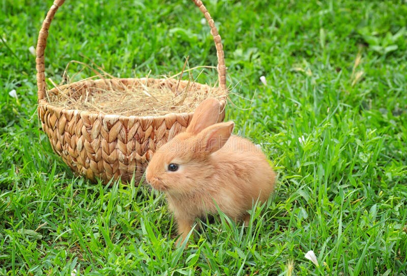 Cute Fluffy Bunny with Wicker Basket on Green Grass Outdoors Stock ...