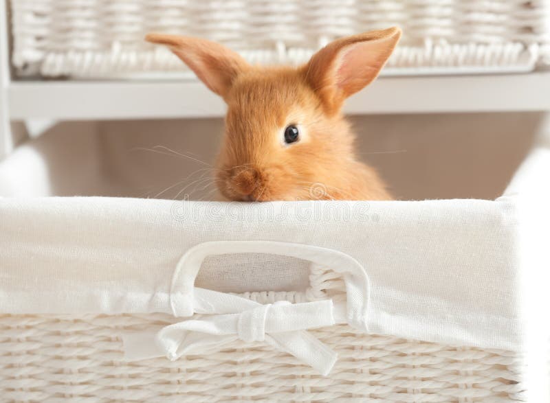 Cute Fluffy Bunny in Wicker Basket at Home Stock Image - Image of ...