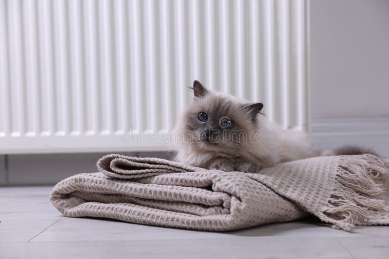 Cute Fluffy Cat on Blanket Near Radiator at Home Stock Photo - Image of ...