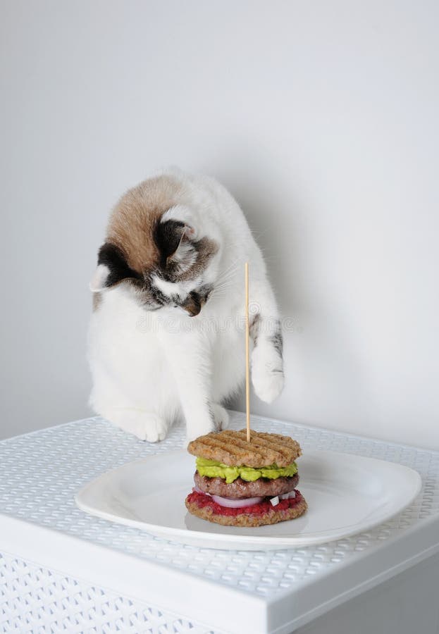 161 Burger Cat Stock Photos - Free & Royalty-Free Stock Photos from ...