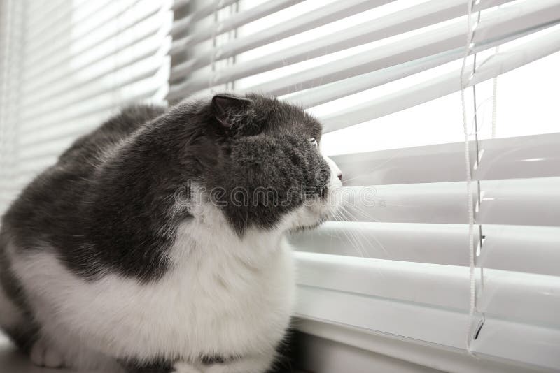 505 Cute Cat Window Blinds Stock Photos - Free & Royalty-Free Stock ...