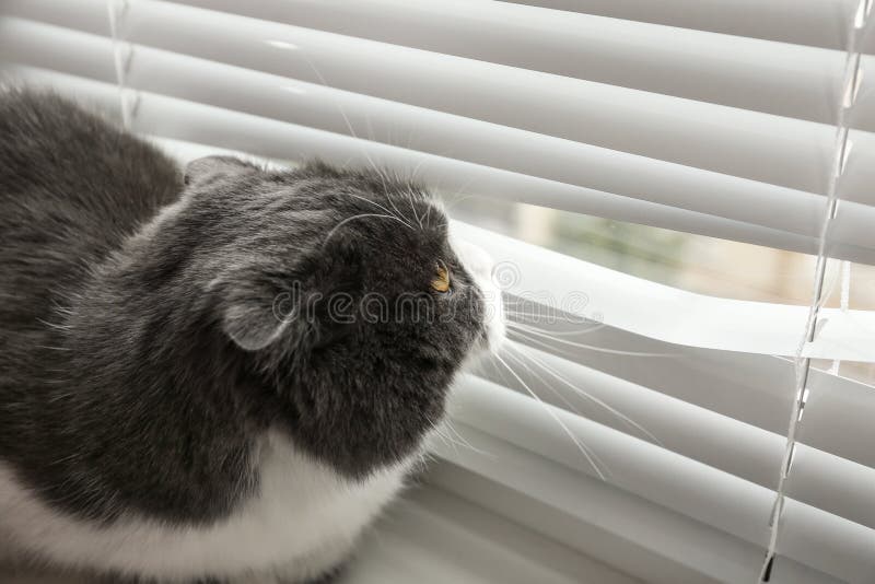 505 Cute Cat Window Blinds Stock Photos - Free & Royalty-Free Stock ...