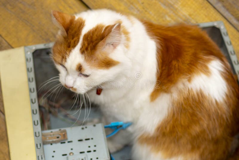 A Cute Fluffy Cat Sits in an Old Computer Case Stock Image - Image of ...