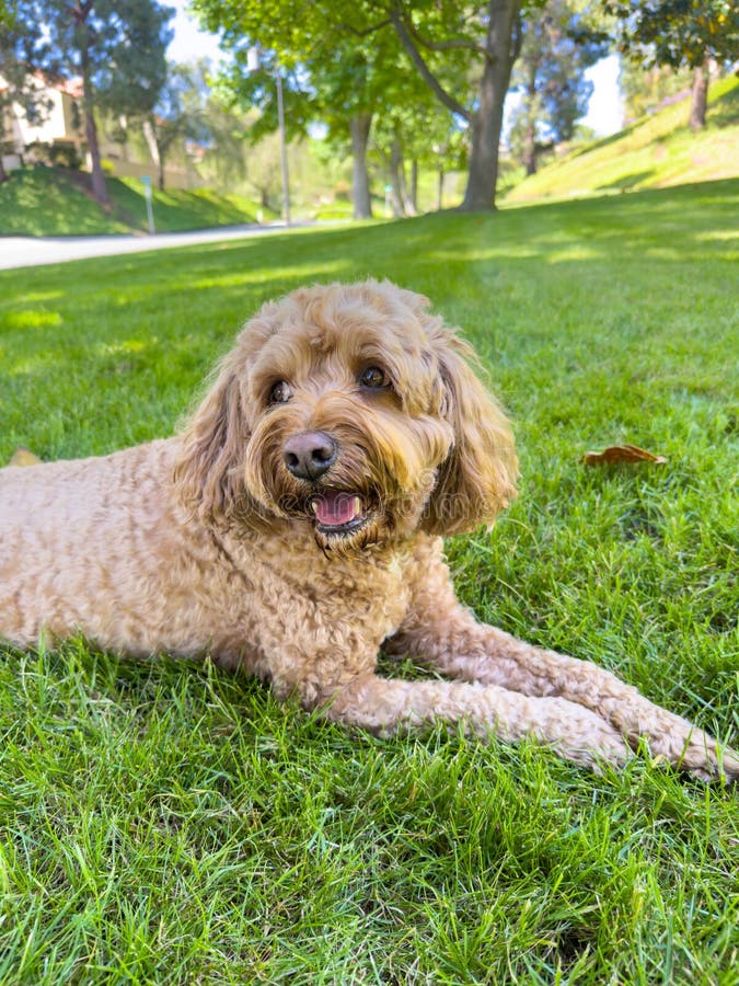Cute Cavapoo Dog in a Park stock image. Image of young - 344258233