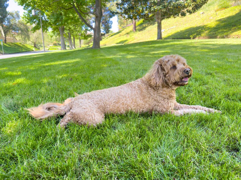 Cute Cavapoo Dog in a Park stock image. Image of cavapoo - 344258251
