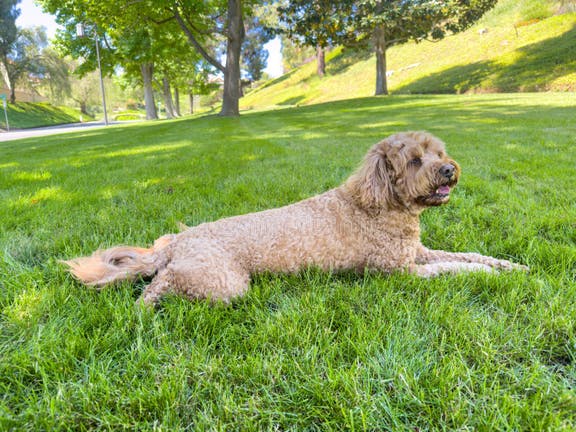Cute Cavapoo Dog in a Park stock image. Image of cavapoo - 344258251