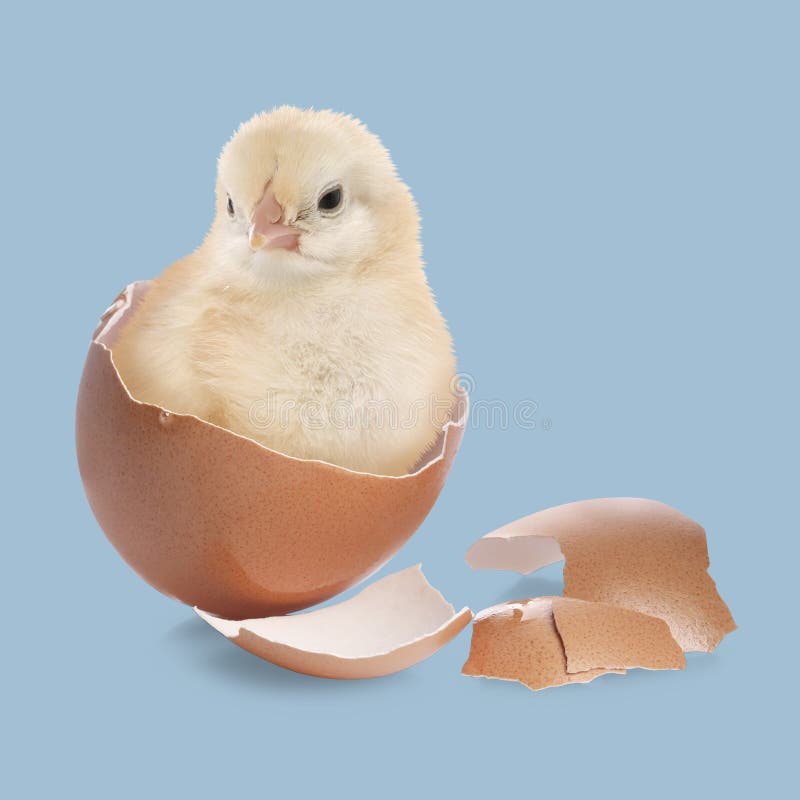 Cute Fluffy Chick Hatched from Egg on Light Blue Background Stock Image ...