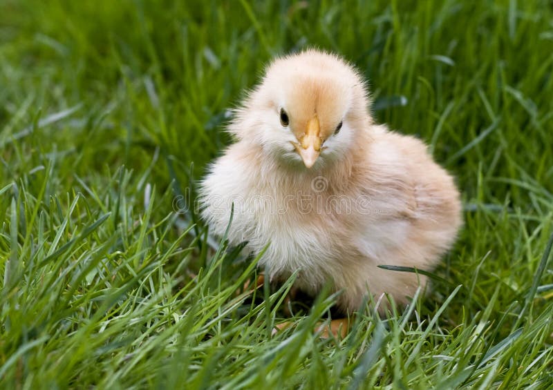 Cute fluffy chicken stock photo. Image of cute, shot, bird - 4957514