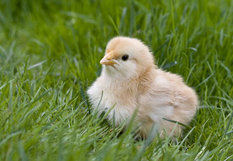 Cute Fluffy Chicken - Free Photo from StockFreeImages