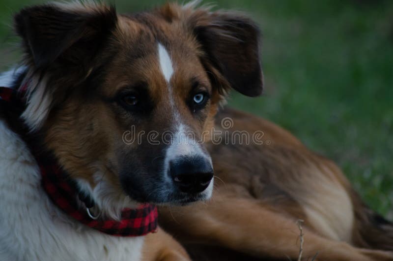 325 Dog Forehead Stock Photos - Free & Royalty-Free Stock Photos from ...