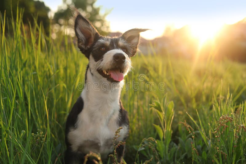 Cute Fluffy Dog in Green Grass at Sunset Stock Image - Image of bright ...