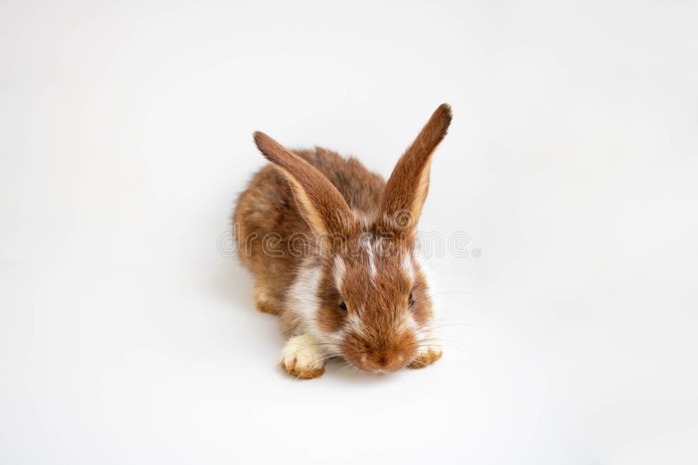 A Cute Fluffy Easter Bunny on a White Background Embodies the Concept ...