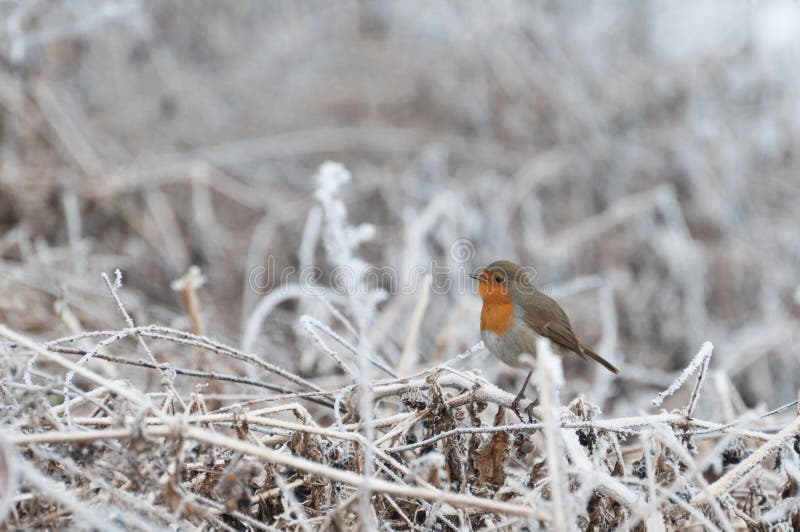 Cute Fluffy European Robin Resting on a Twig Stock Photo - Image of ...