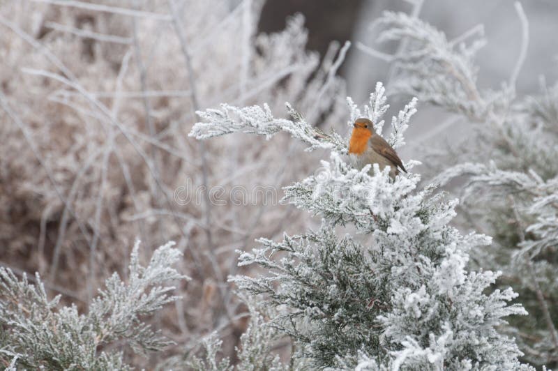 Cute Fluffy European Robin Resting on a Twig in a Park Stock Image ...