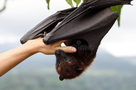Cute Flying Fox Hanging on the Tree Stock Image - Image of outdoor ...