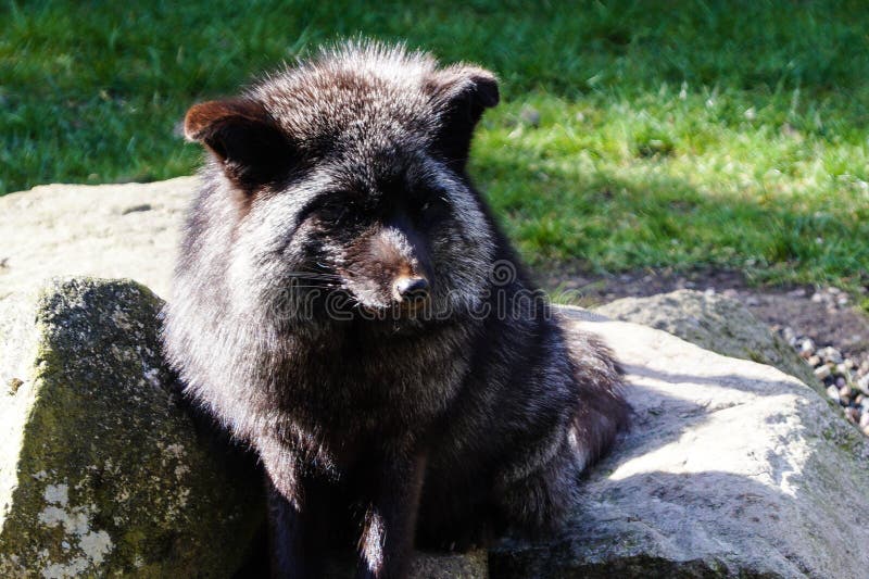 Cute fluffy fox stock photo. Image of green, carnivore - 188217124