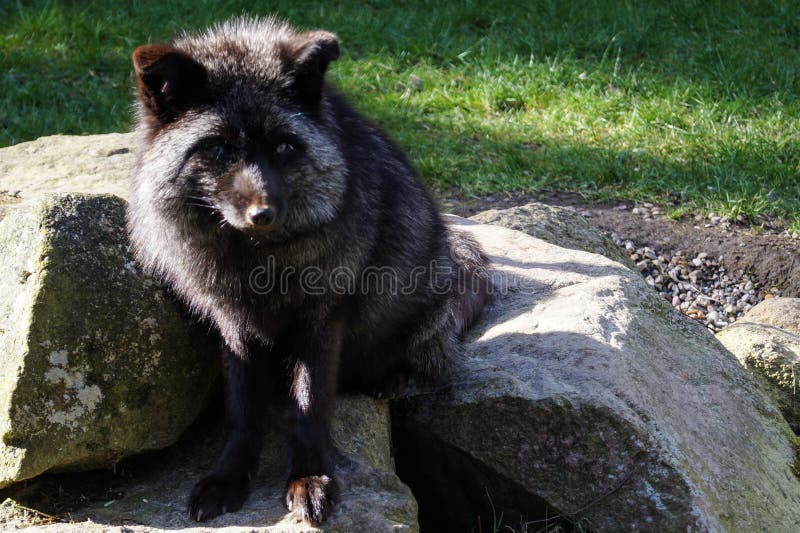 Cute fluffy fox stock photo. Image of predator, canine - 188217142