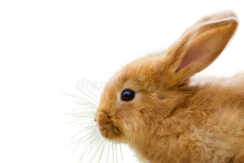 Cute Fluffy Ginger Bunny on White Background Stock Image - Image of ...