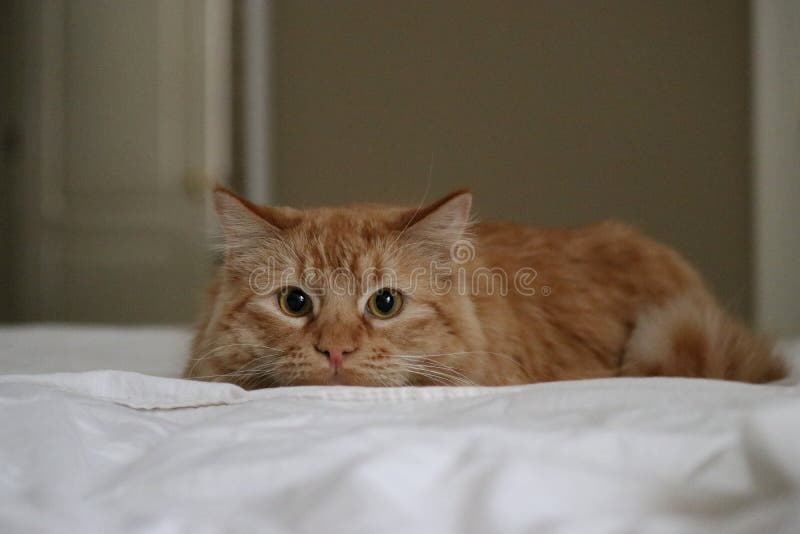 Cute Fluffy Ginger Cat Playing on Bed, White Sheets and Blurred ...