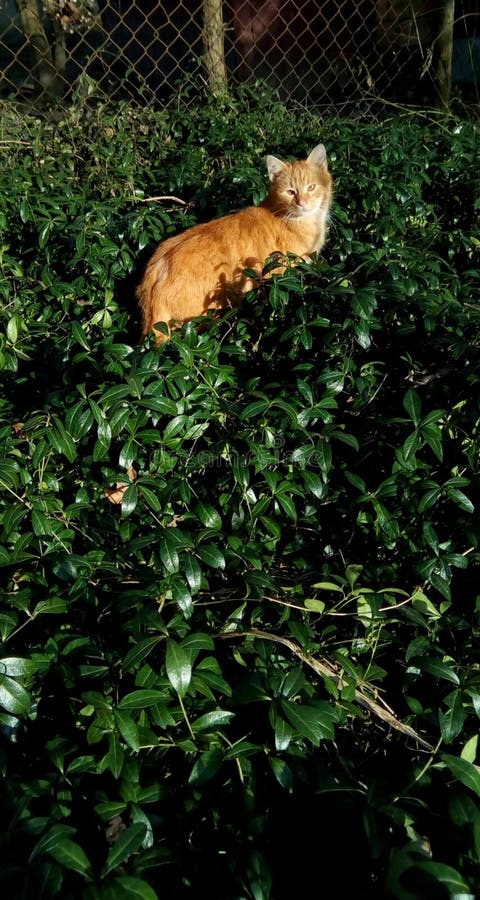 Cute, Fluffy Ginger Cat Standing in Periwinkle Stock Image - Image of ...