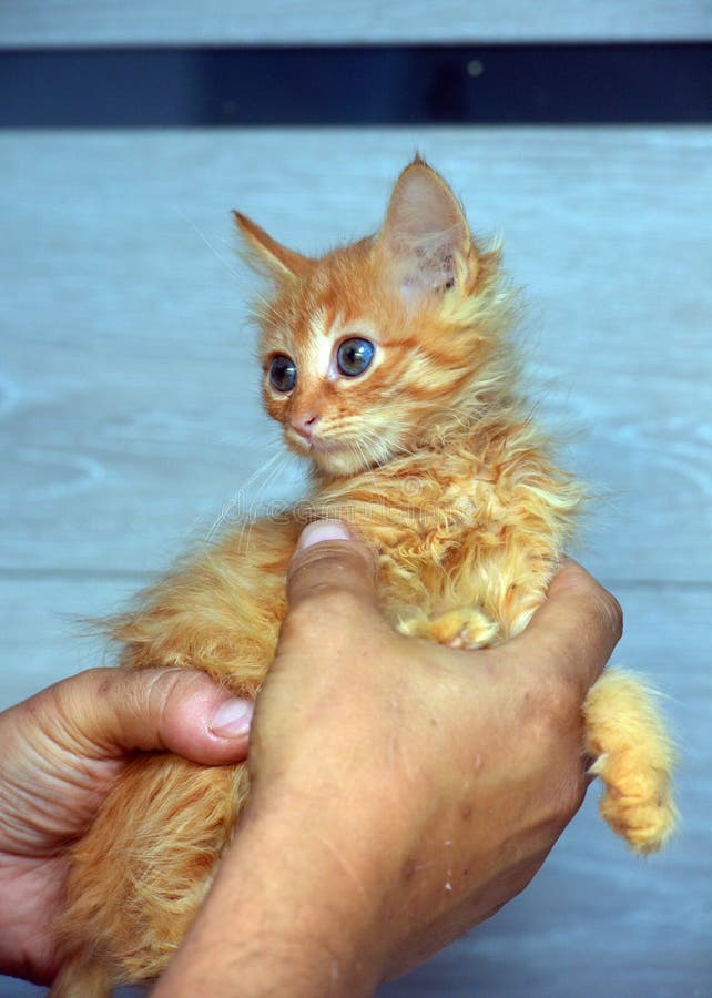 Fluffy Ginger Kitten with Bright Blue Eyes Stock Image - Image of kitty ...