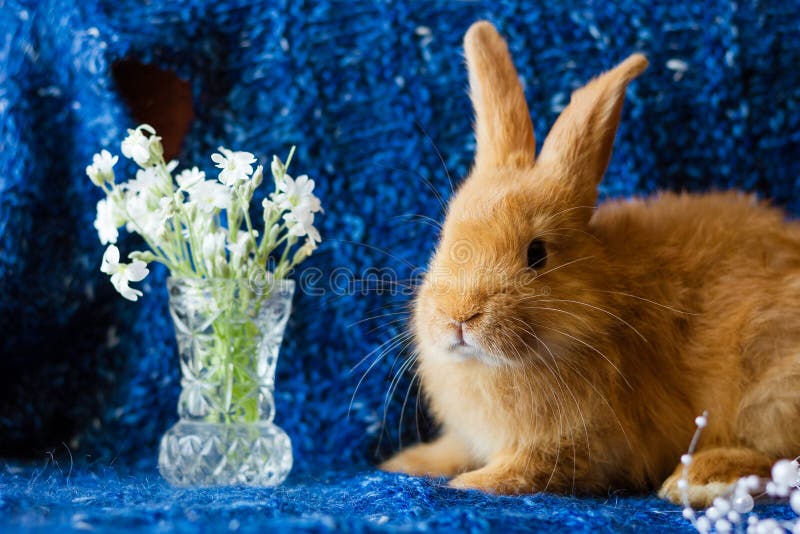 Cute Fluffy Ginger Rabbit on a Blue Background with a Bouquet of ...