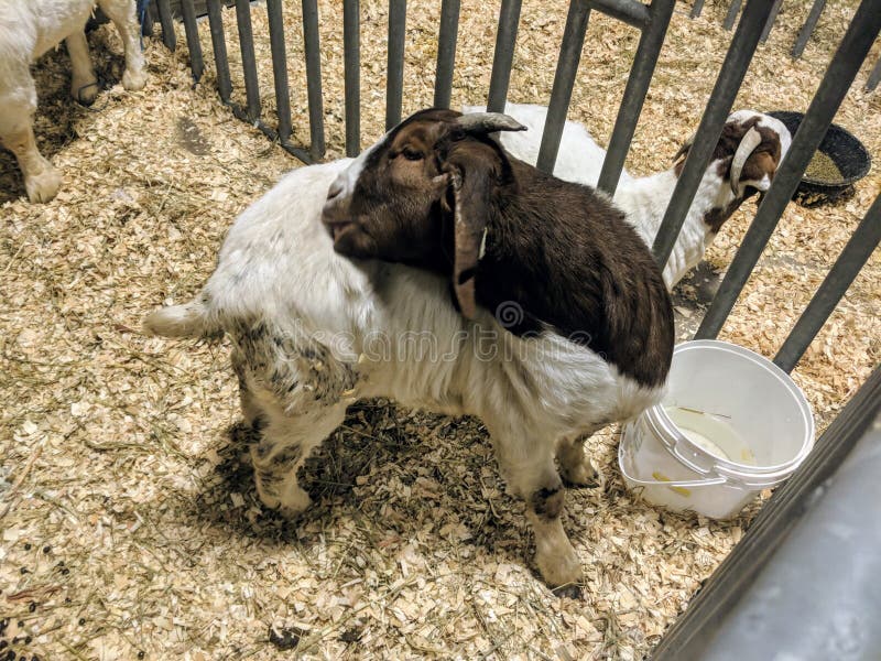 Cute fluffy goat stock photo. Image of cute, farm, furry - 207451024